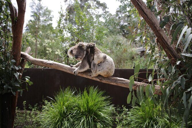 Koala Experience at Healesville Sanctuary - excl. entry - What Is the Koala Experience at Healesville Sanctuary?