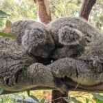 Koala & Kangaroos Experience, Waterfalls and Scenic Train Journey - Who Should Consider This Tour?