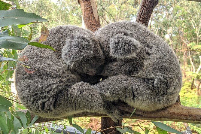 Koala & Kangaroos Experience, Waterfalls and Scenic Train Journey - Who Should Consider This Tour?