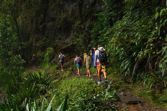 Koalas, Glow Worms & Kangaroos - Nature & Rainforest Walk - Authentic Insights from Travelers