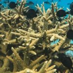 Koh Kood or Koh Rang: Snorkeling trip with lunch & transfer - Practical considerations