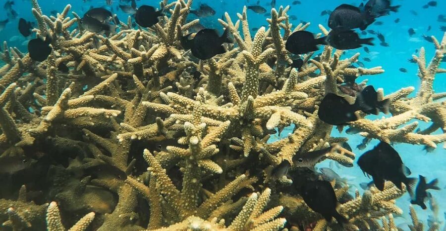 Koh Kood or Koh Rang: Snorkeling trip with lunch & transfer - Practical considerations