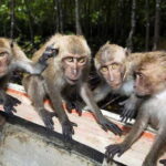 Koh Lanta: Paddle Mangrove Maze & Conquer Sea Cave Secrets - Authentic Experiences and Real Traveler Insights