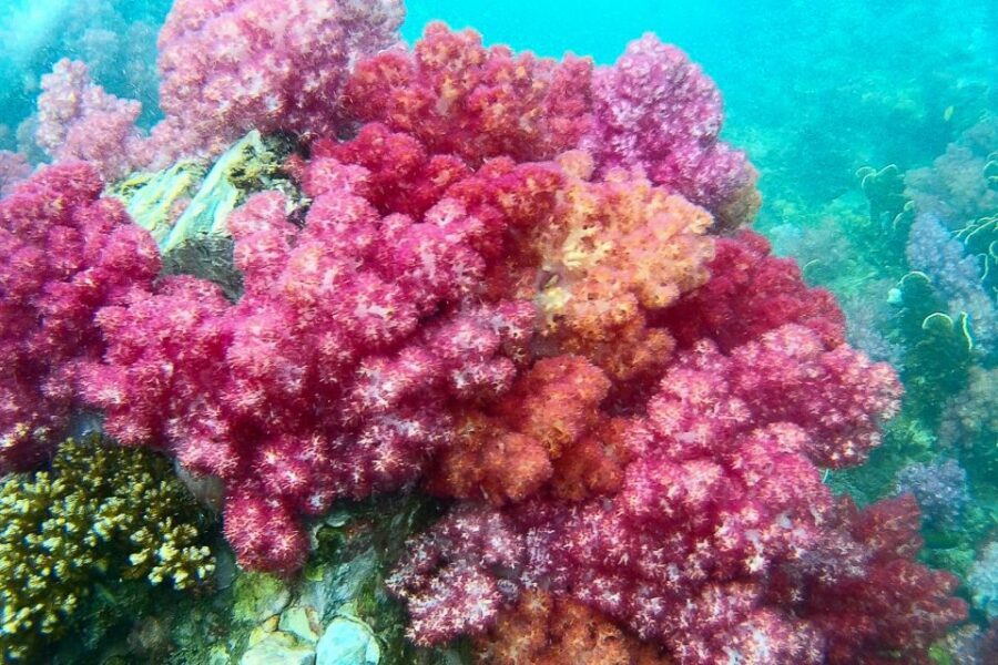 Koh Lipe: Full Day Multi-Island Snorkeling Trip with Lunch - Final Thoughts