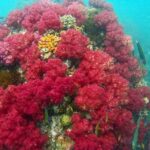 Koh Lipe Snorkeling Trip 6 hours Trip1 - The Itinerary Breakdown: What Youll Experience