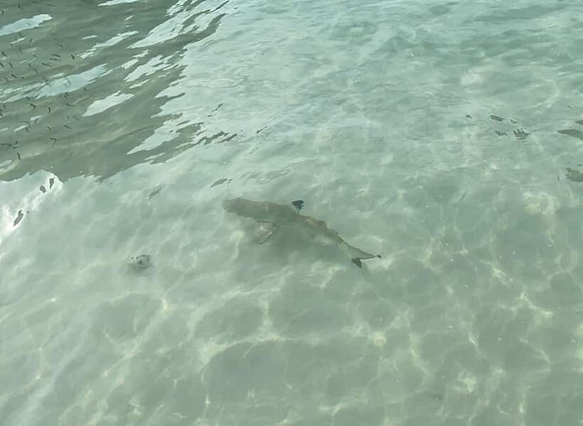 Koh Phi Phi: Halfday Maya Bay Sunset & Plankton by Speedboat - Final Thoughts: Who Should Take This Tour?