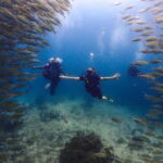 Koh Samui: Discovery Dive to Koh Tao or Sail Rock - Real Experiences from Travelers