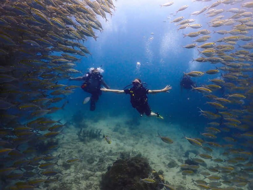 Koh Samui: Discovery Dive to Koh Tao or Sail Rock - Real Experiences from Travelers