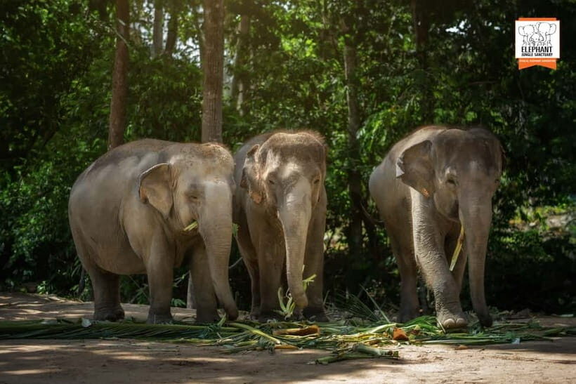 Koh Samui: Elephant Jungle Sanctuary Half-Day Tour - A Deep Dive Into Your Half-Day with Elephants