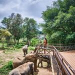 Koh Samui: Elephant Kingdom Sanctuary Half-Day Tour - Logistics and Practicalities