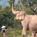 Koh Samui: Ethical Elephant Home Guided Tour with Transfers - What Reviewers Say