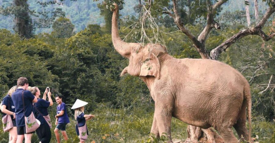 Koh Samui: Ethical Elephant Home Guided Tour with Transfers - What Reviewers Say
