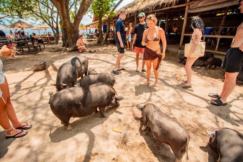 Koh Samui: Pig Island Day Tour by Speedboat - Practical Considerations and Tips