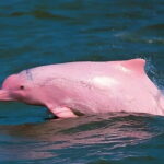 Koh Samui: Pink Dolphin, Pig Island, and Snorkeling Day Trip - Who Is This Tour Best For?