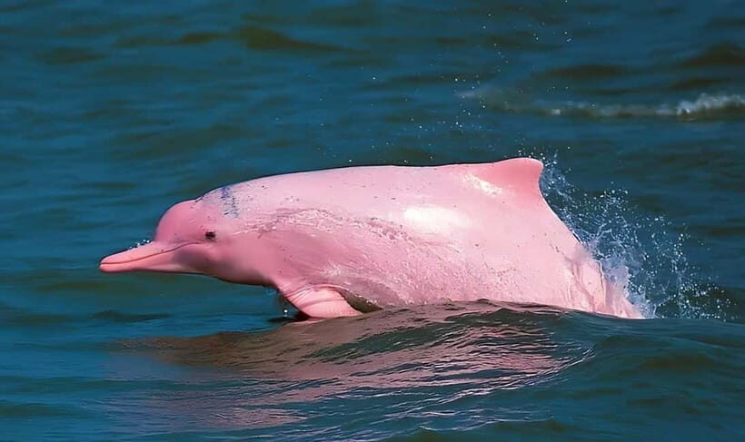 Koh Samui: Pink Dolphin, Pig Island, and Snorkeling Day Trip - Who Is This Tour Best For?