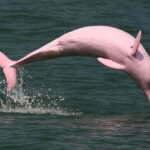 Koh Samui: Pink Dolphin Watching & Snorkeling Tour - Authentic Experiences and Traveler Feedback