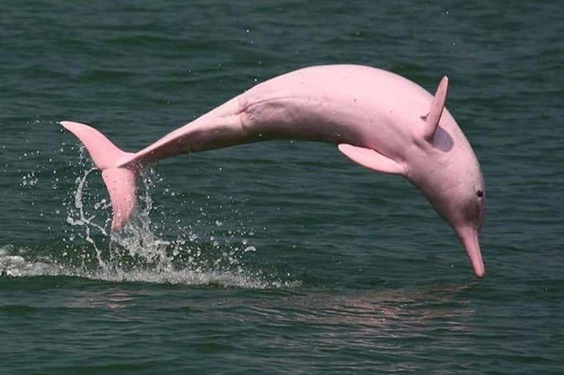 Koh Samui: Pink Dolphin Watching & Snorkeling Tour - Authentic Experiences and Traveler Feedback
