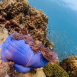 Koh Tao: PADI Try Diving Experience - The Marine Life & Reefs You Might Encounter