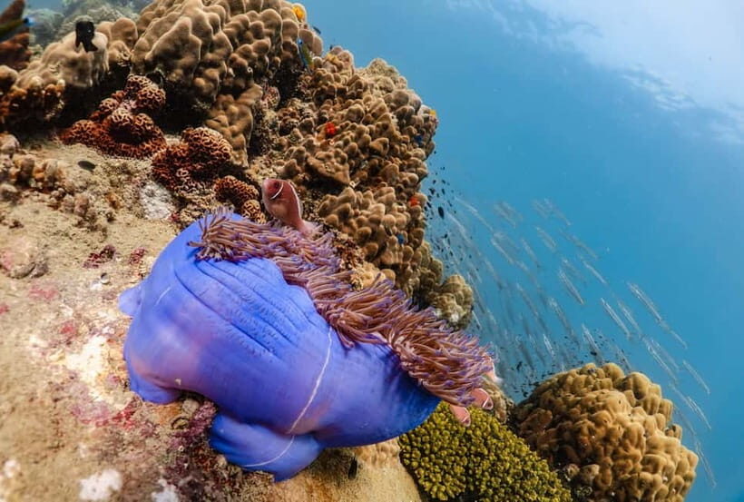 Koh Tao: PADI Try Diving Experience - The Marine Life & Reefs You Might Encounter
