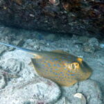 Koh Tao: Snorkeling and Sunset Tour - Who Should Consider This Tour?
