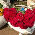 Kolkata: Half-Day Morning Tour w/ Flower Market - The Practicalities: What’s Included and What’s Not