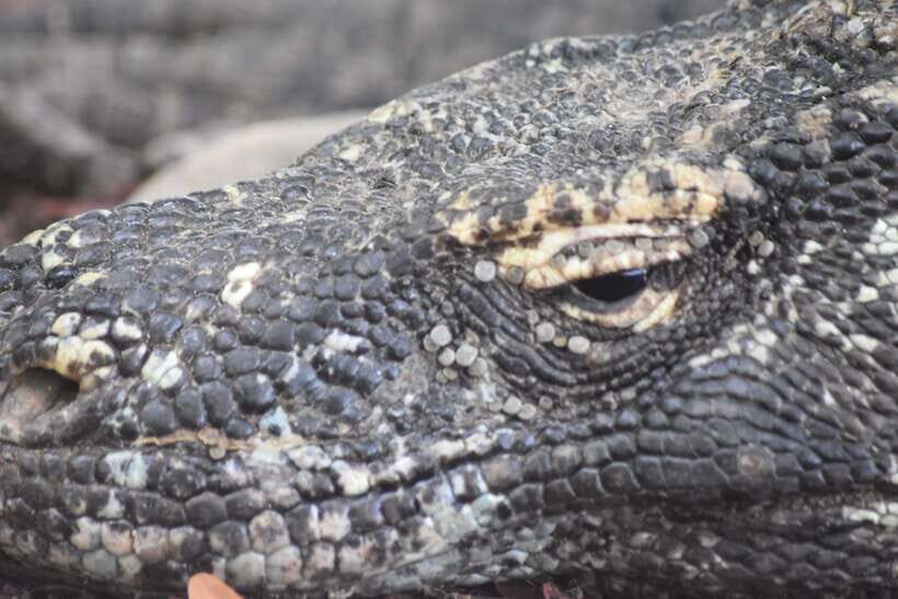 Komodo Island Tour Packages - What’s Included and What’s Not?