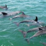 Koombana Bay: Dolphin Eco Cruise - The Role of the Guides and Commentary