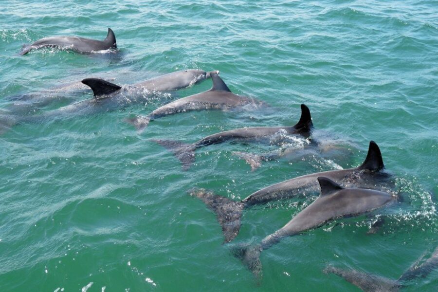 Koombana Bay: Dolphin Eco Cruise - The Role of the Guides and Commentary
