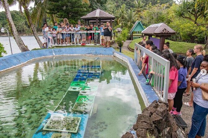Koror City Tour - An In-Depth Look at the Koror City Tour