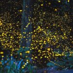 Kota Kinabalu K2 Fireflies Sunset River Cruise Tour with Dinner - FAQs