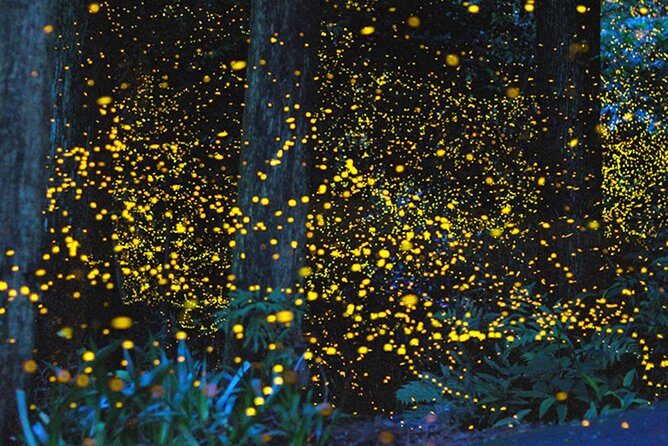 Kota Kinabalu K2 Fireflies Sunset River Cruise Tour with Dinner - FAQs