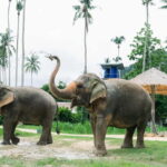 Krabi: Ao Nang Elephant Sanctuary Half-Day Tour - What’s Included and What’s Not