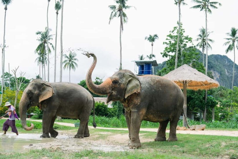Krabi: Ao Nang Elephant Sanctuary Half-Day Tour - What’s Included and What’s Not
