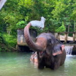 Krabi: Ethical Elephant Care Experience with Hotel Transfer - The Sanctuary and Its Residents