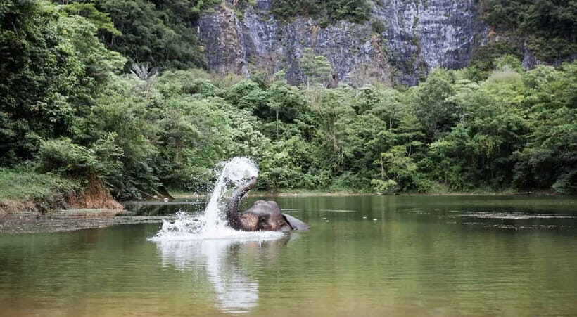 Krabi: Ethical Elephant Sanctuary & Tiger Cave Temple Tour - Practical Tips for Your Day