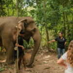 Krabi: Love Elephant Sanctuary Tour - Why This Tour Works for Travelers