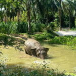 Krabi: Observation-Only Elephant Sanctuary 2hrs Mini Moments - What Travelers Can Expect & Why It Matters