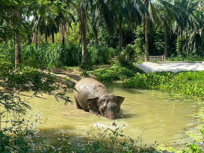 Krabi: Observation-Only Elephant Sanctuary 2hrs Mini Moments - What Travelers Can Expect & Why It Matters