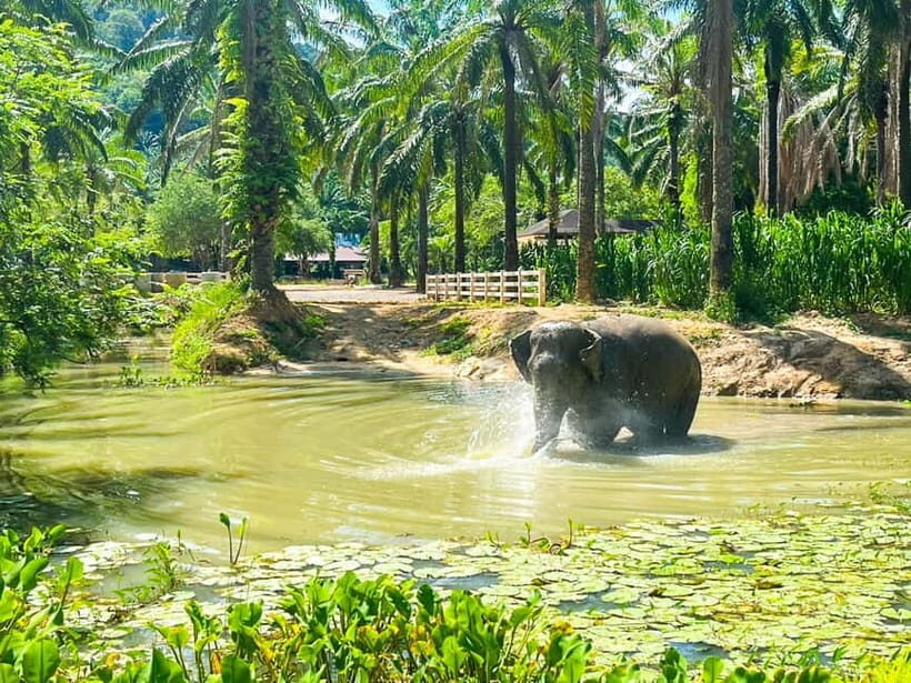 Krabi: Observation-Only Elephant Sanctuary Half-Day & Meal - The Sum Up