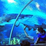 Kuala Lumpur: Aquaria KLCC Entry Ticket - The Sum Up