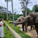 Kuala Lumpur: Batu Caves & Kuala Gandah Elephant Sanctuary - What Makes This Tour Truly Valuable?