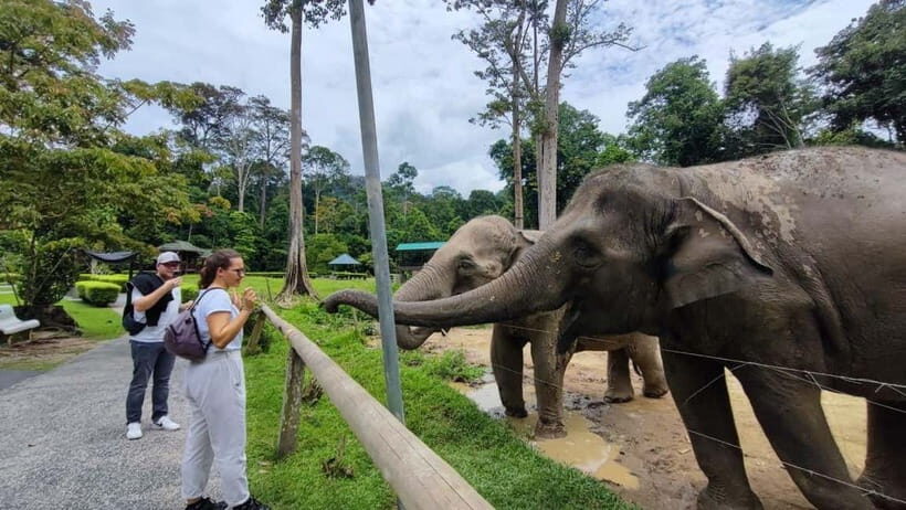 Kuala Lumpur: Batu Caves & Kuala Gandah Elephant Sanctuary - What Makes This Tour Truly Valuable?