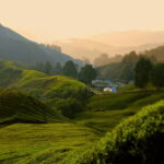 Kuala Lumpur: Cameron Highlands, Batu Caves Private Day Trip - What Travelers Say