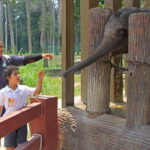 Kuala Lumpur Day Tour: Batu Caves & Elephant Sanctuary - Who Will Love This Tour?