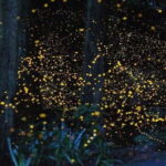 Kuala Lumpur: Fireflies Tour with Dinner and Hotel Pickup - An In-Depth Look at the Kuala Lumpur Fireflies Tour