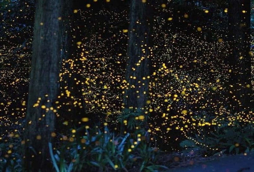 Kuala Lumpur: Fireflies Tour with Dinner and Hotel Pickup - An In-Depth Look at the Kuala Lumpur Fireflies Tour