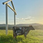 Kuranda Half Day with Petting Zoo & Horse Trail Ride Tour - The Itinerary in Detail