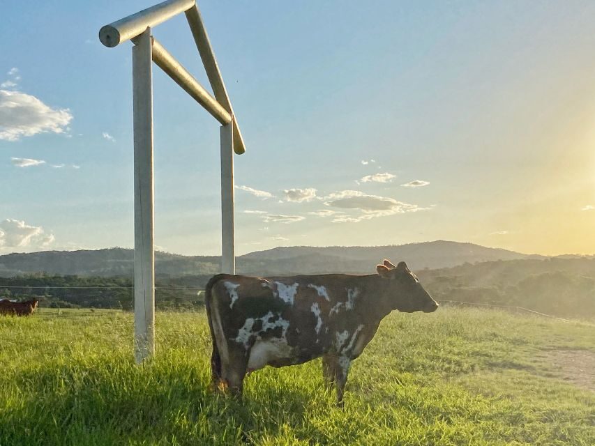 Kuranda Half Day with Petting Zoo & Horse Trail Ride Tour - The Itinerary in Detail
