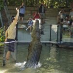 Kuranda & Hartley's Crocodile Adventures - Transportation and Timing: Why It Matters