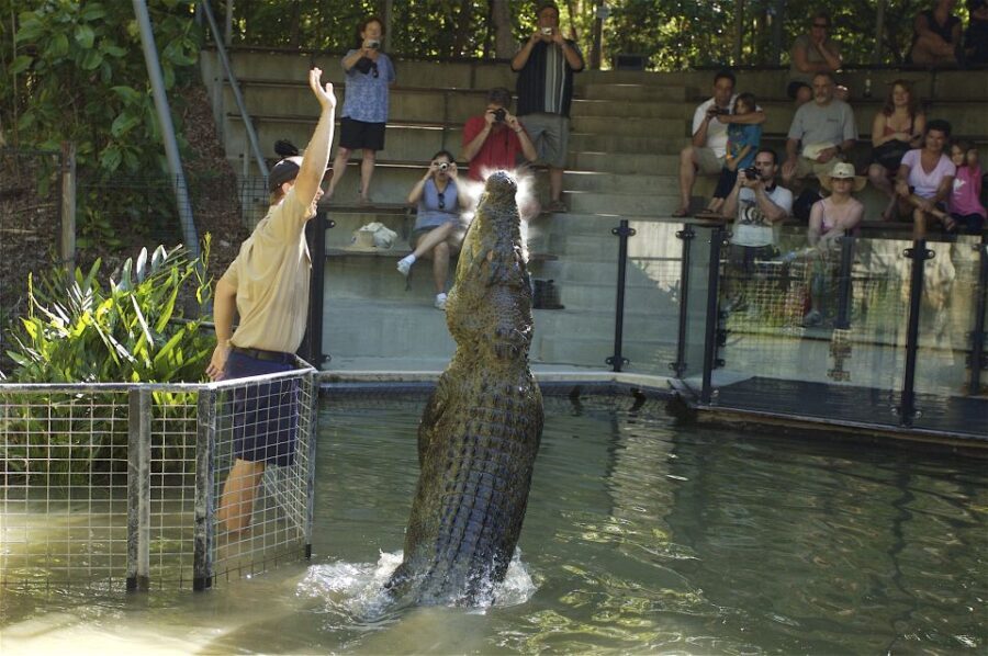 Kuranda & Hartley's Crocodile Adventures - Transportation and Timing: Why It Matters